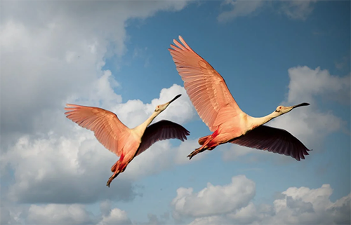 8 de Octubre, Día Mundial de las Aves Migratorias