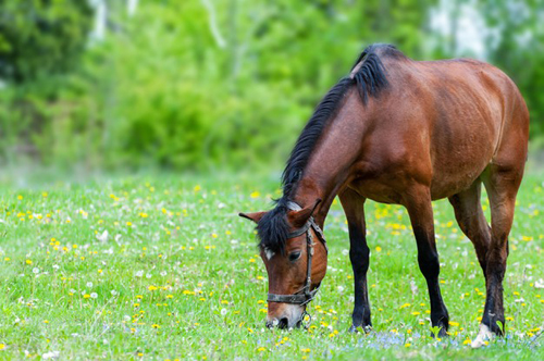 La dentadura del caballo y su cuidado.
