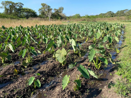 Promueve agricultura cultivo de malanga en beneficio de productores del ...