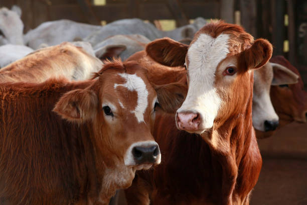 ANTECEDENTES DE LA RAZA SIMMENTAL-SIMBRAH