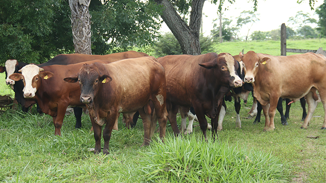 ANTECEDENTES DE LA RAZA SIMMENTAL-SIMBRAH