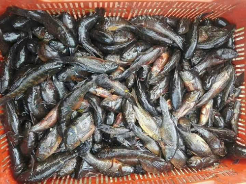 EL TOPEN: MANJAR TEMPORAL Y TRADICIONAL DE TABASCO