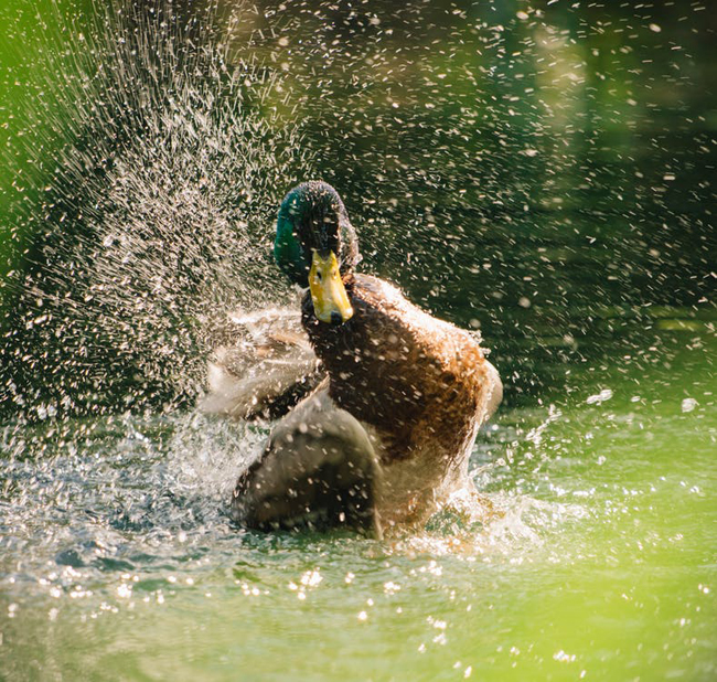 ALGUNAS CURIOSIDADES Y ESPECIES DE PATOS